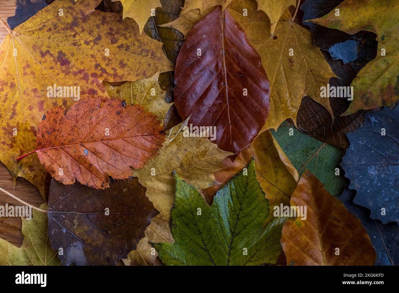 Backdrop covered with colorful autumn leaves in various shades ...