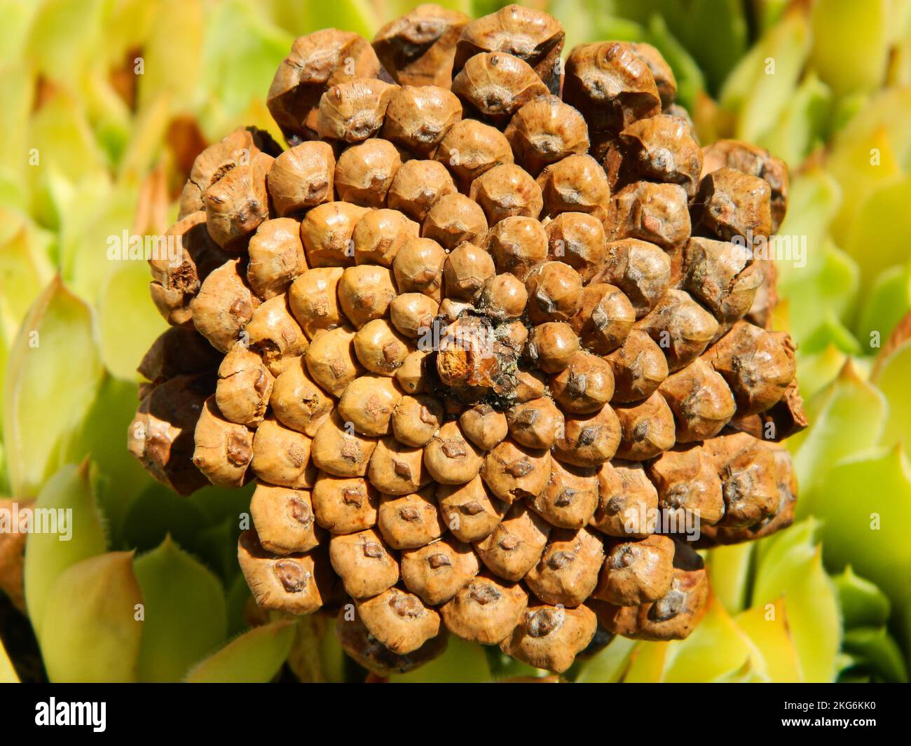 A conifer cone on a tree in the farm Stock Photo - Alamy