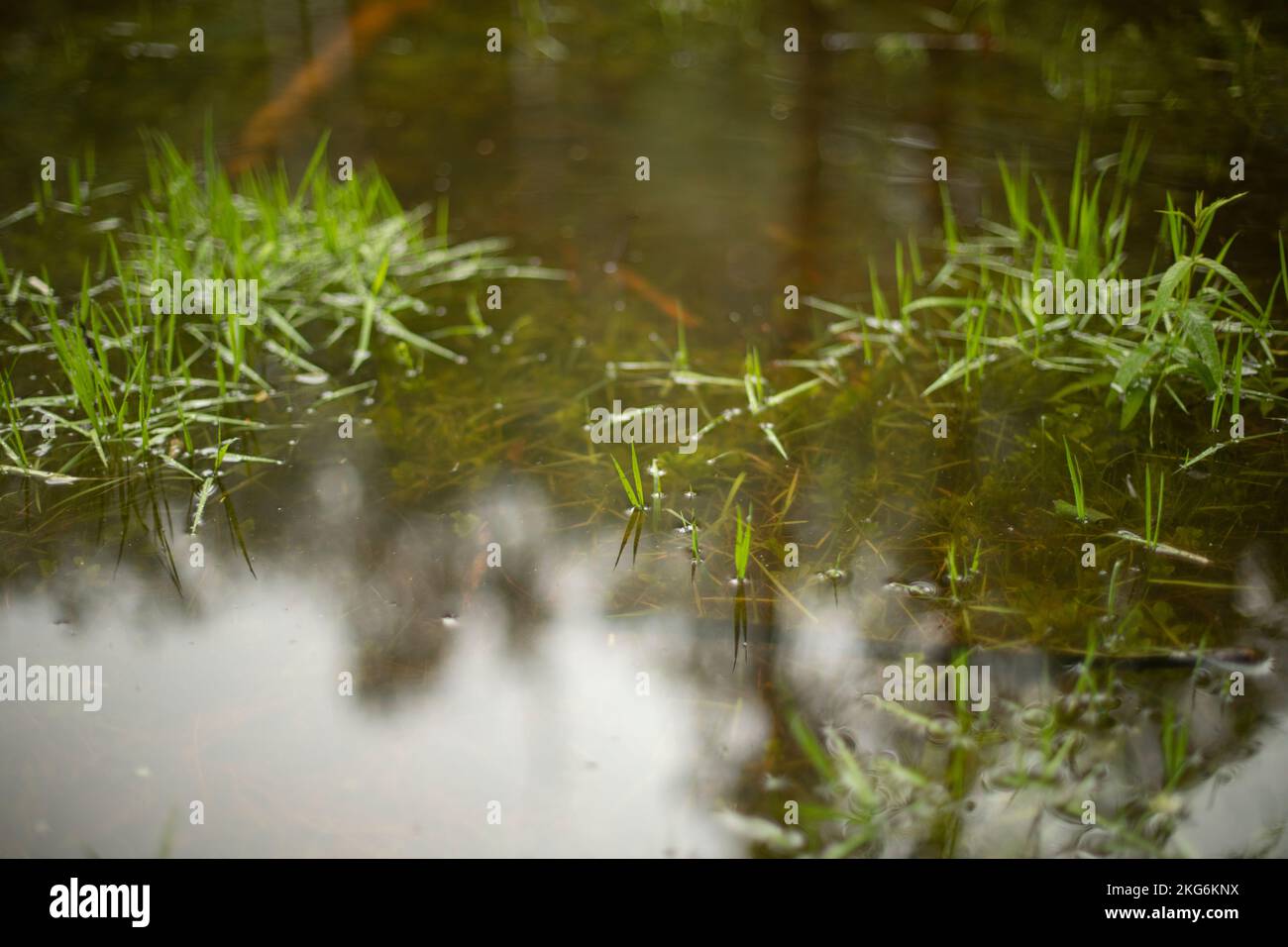 Water and grass. Flooded soil. Spring puddle in forest. Details of ...