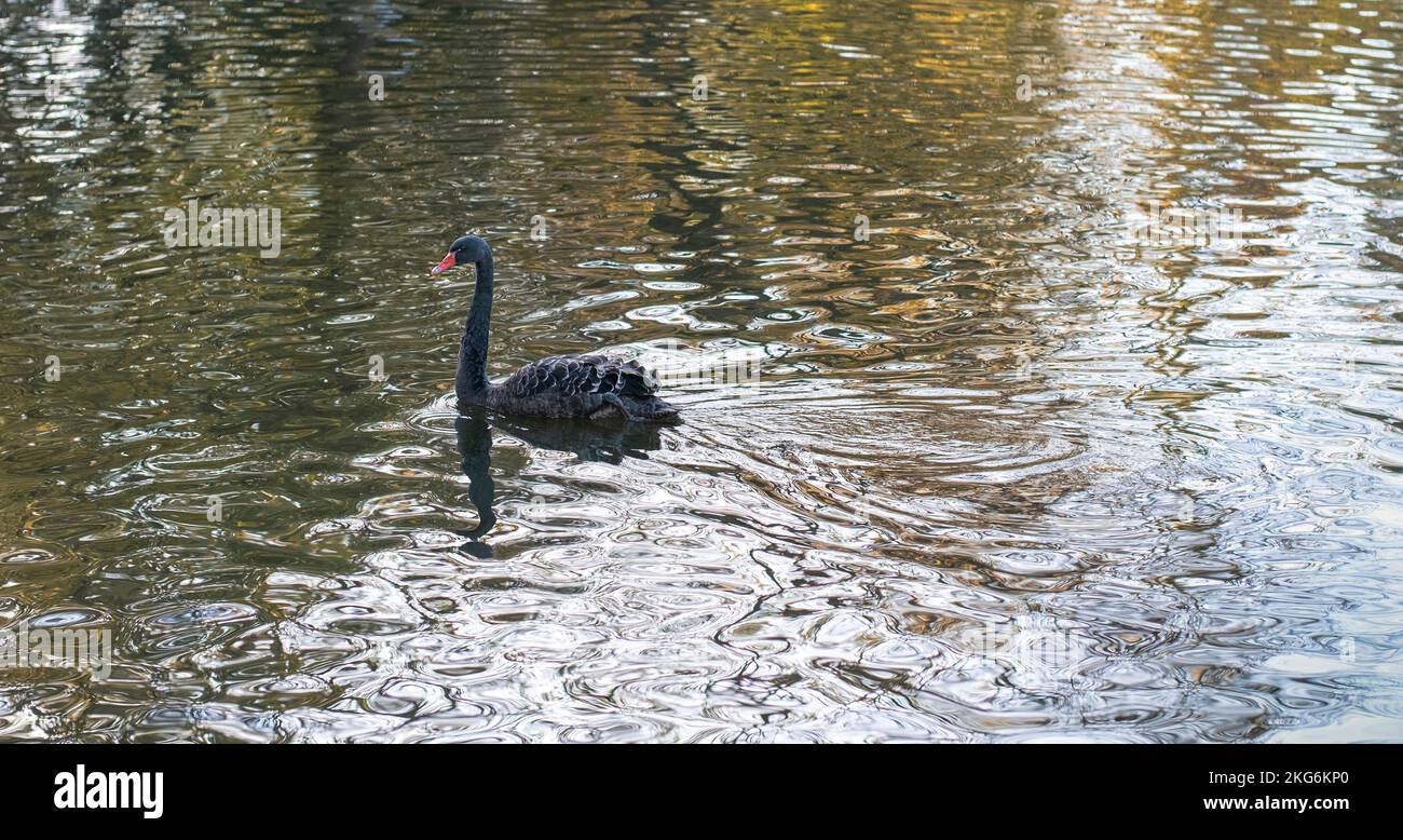 Black swamp tank hi-res stock photography and images - Alamy
