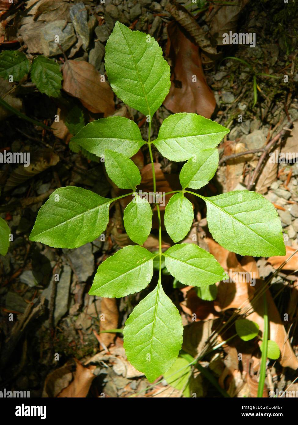 A Fraxinus caroliniana leaf plant on the floor of a forest Stock Photo ...