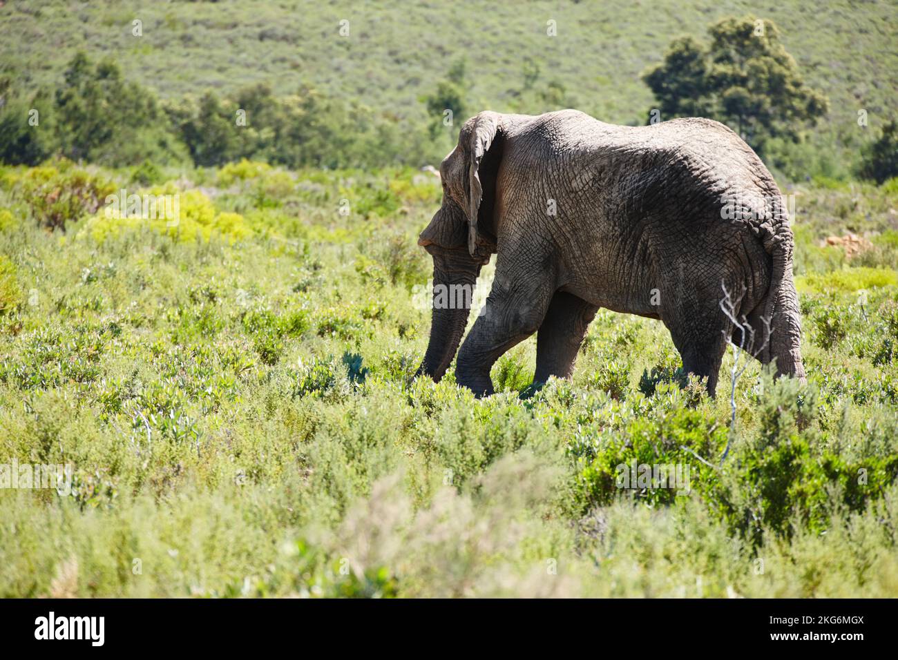 Catch me if you can. a majestic elephant walking through the reserve ...