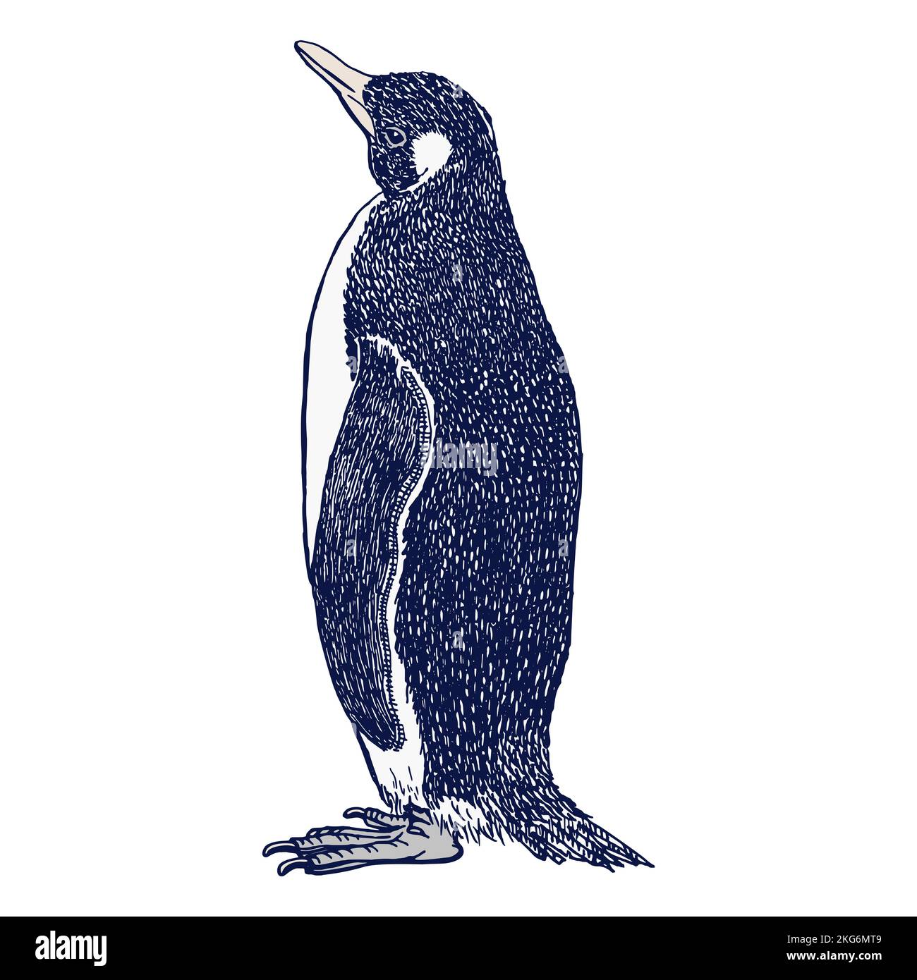 Penguin, hand drawn with pen and ink. Realistic vector Illustration of ...