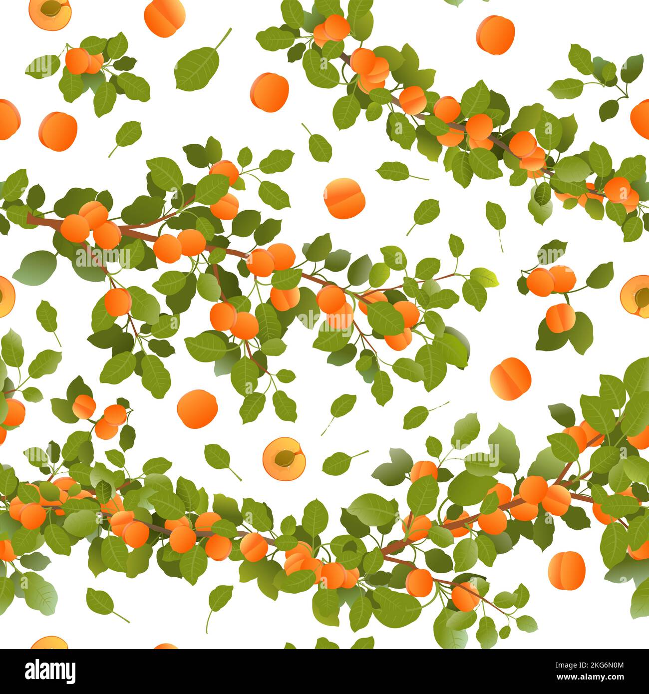 Branches overgrown apricot with ripe fruits. Garden plant with edible ...