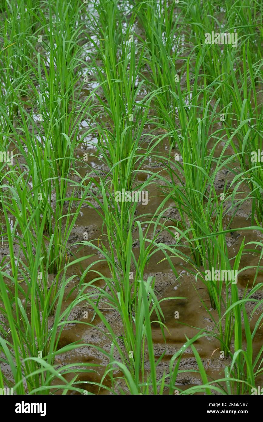 A vertical shot of multiple rows of rice plants in a field of wetland ...
