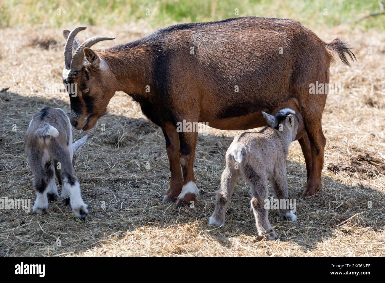 Baby goat mother hi-res stock photography and images - Alamy