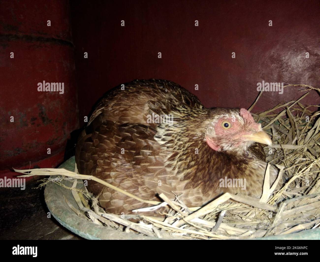A chicken is sitting on its coop and looking angry and scared Stock ...
