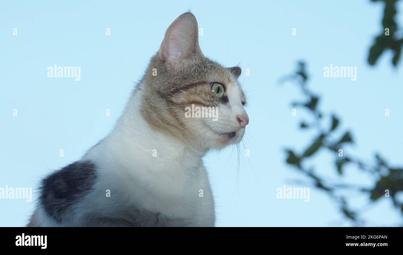 Mascotas mas populares del mundo hi-res stock photography and images ...