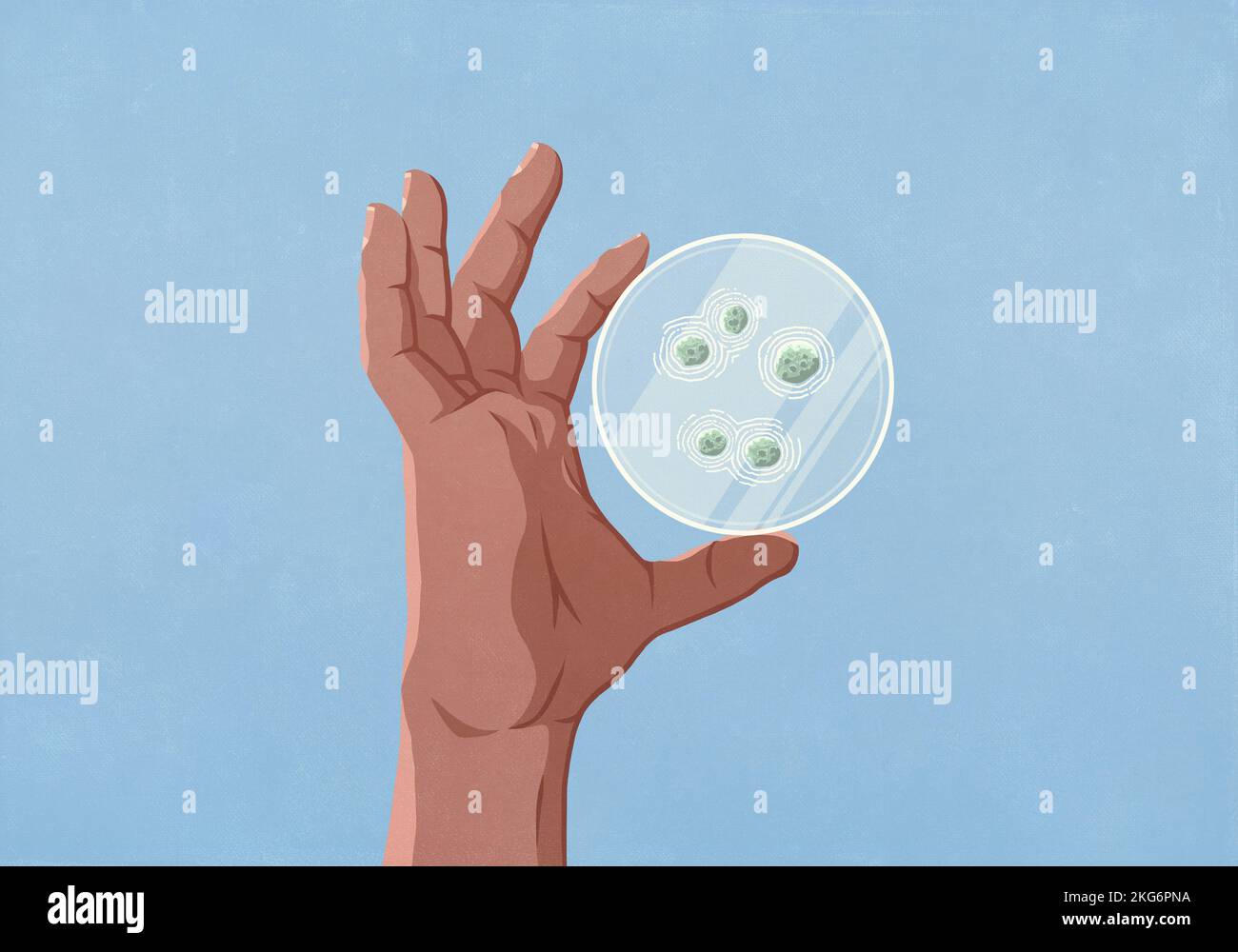 Close up hand holding petri dish with bacteria Stock Photo - Alamy