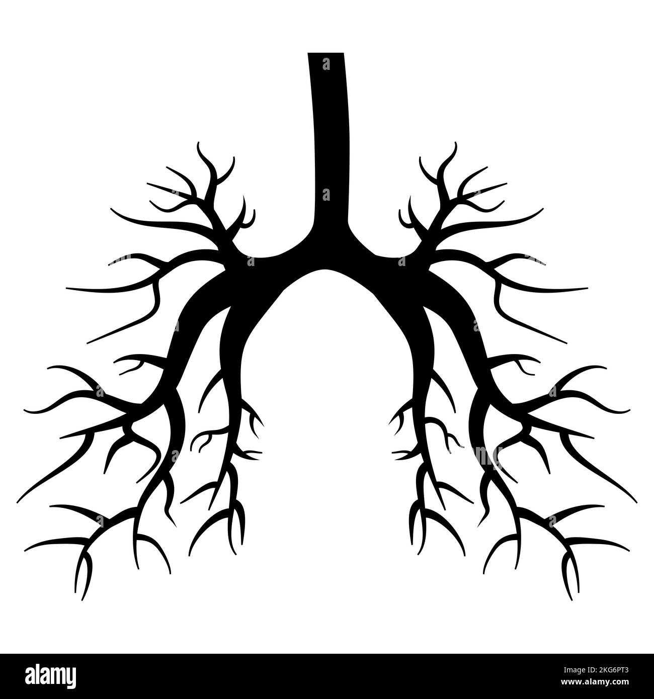 Bronchi of lungs black silhouette isolated on white background. Vector ...