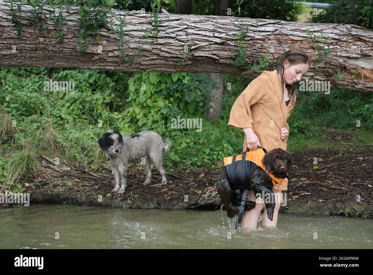 Girl lifting Barbet dog in life jacket, wading in lake Stock Photo - Alamy