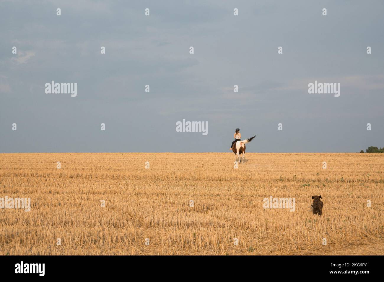 Dog chasing girl horseback riding in sunny, rural farm field Stock ...
