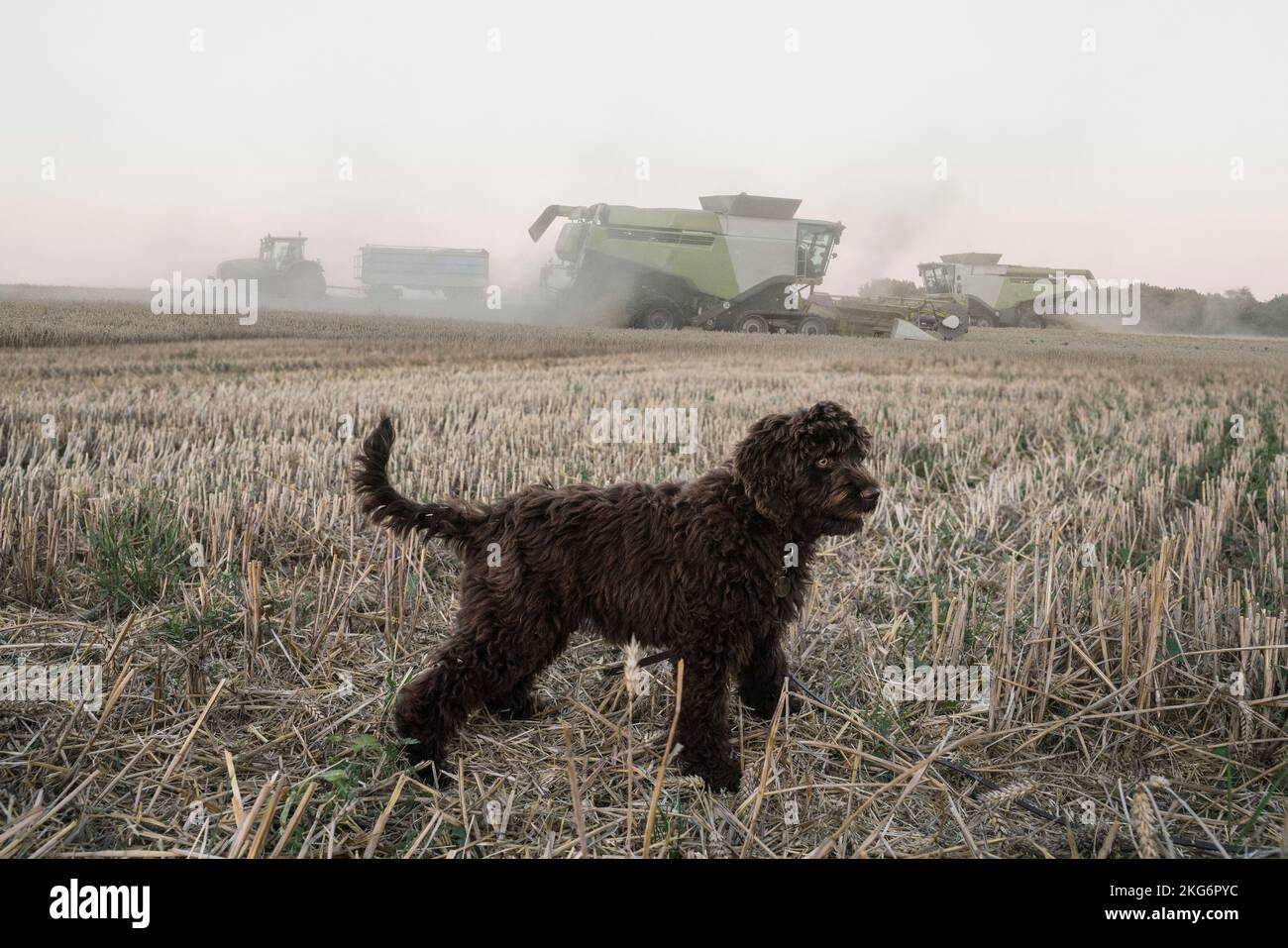Cute Barbet dog in rural farm field with combine harvester Stock Photo ...