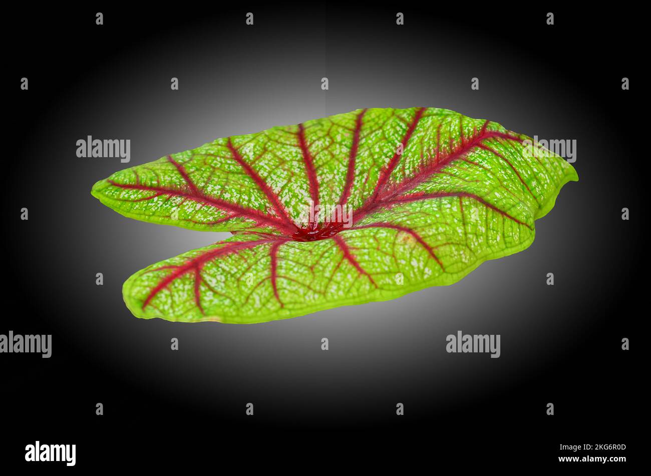 Caladium bicolor hi-res stock photography and images - Alamy