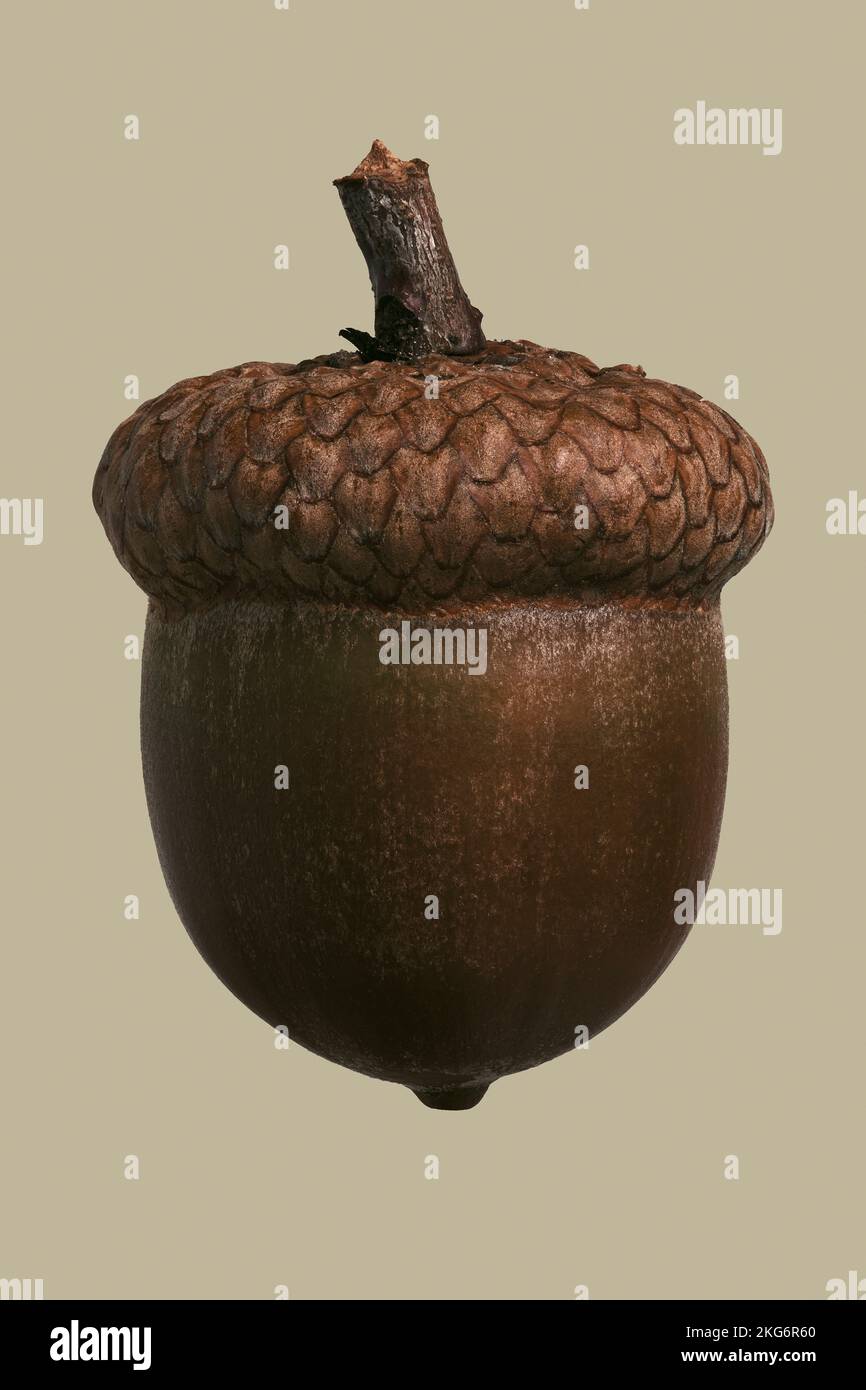 Brown acorn hi-res stock photography and images - Alamy