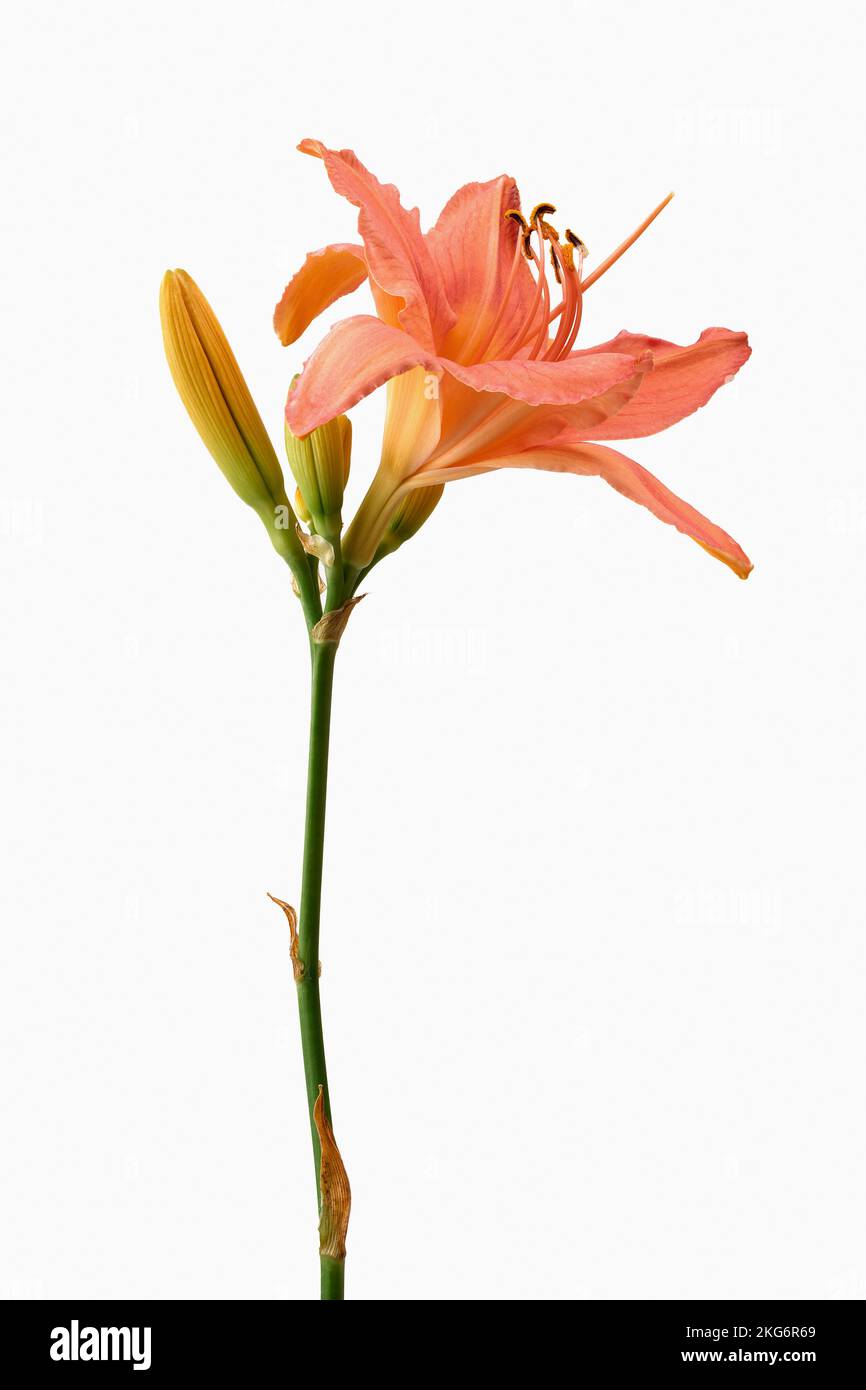 Blooming orange lily stem on white background Stock Photo - Alamy
