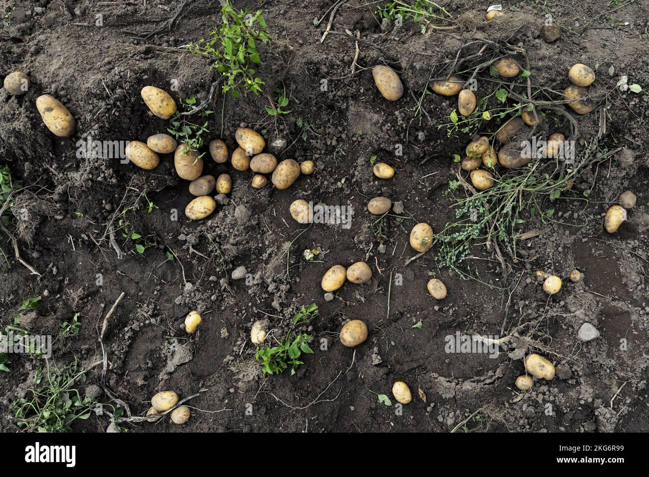 View from above rustic potatoes growing in dirt Stock Photo - Alamy