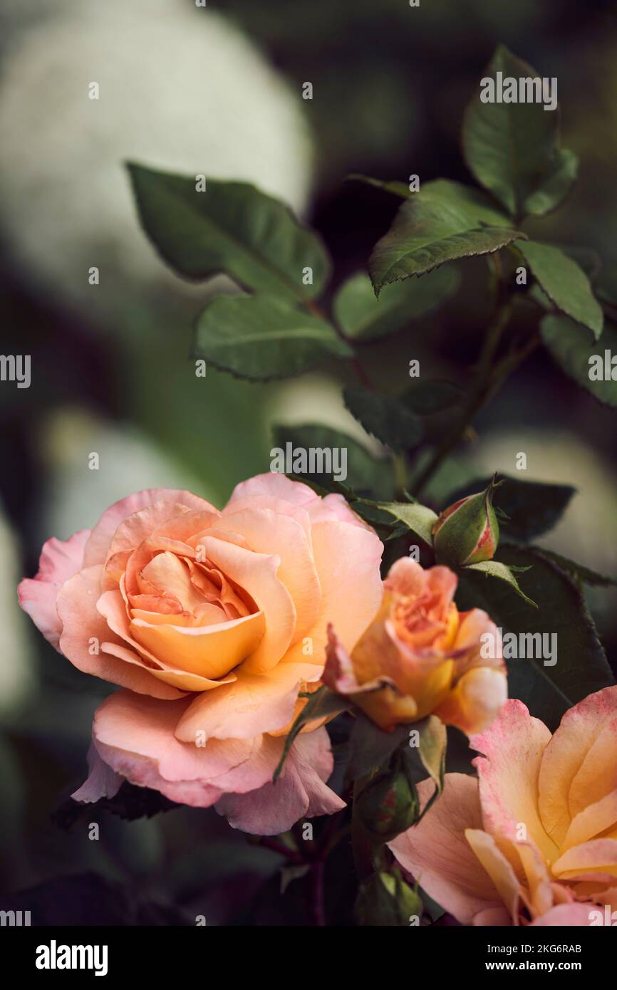 Close up beautiful pink and peach colored roses growing on bush Stock ...
