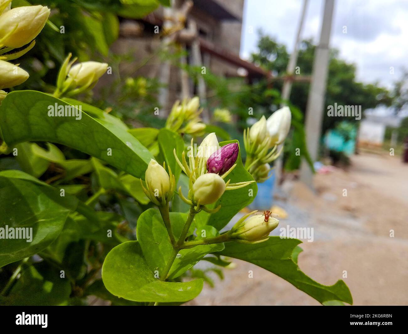 Purple bud hi-res stock photography and images - Alamy