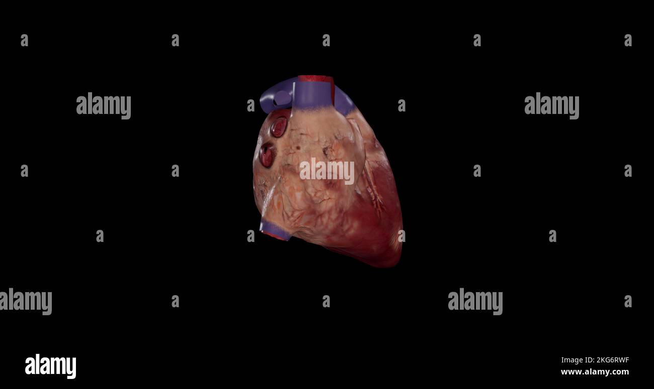 Pleura posterior view hi-res stock photography and images - Alamy