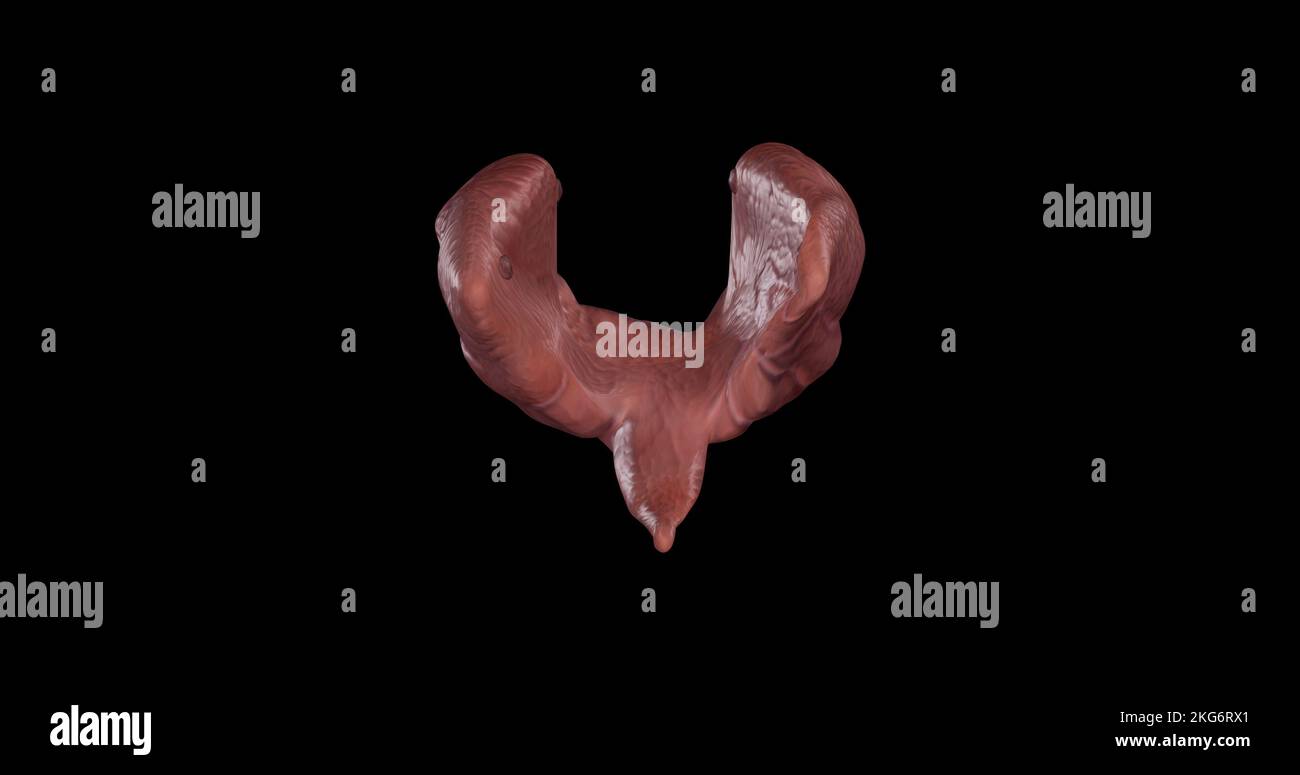 Superior cervical sympathetic ganglia hi-res stock photography and ...