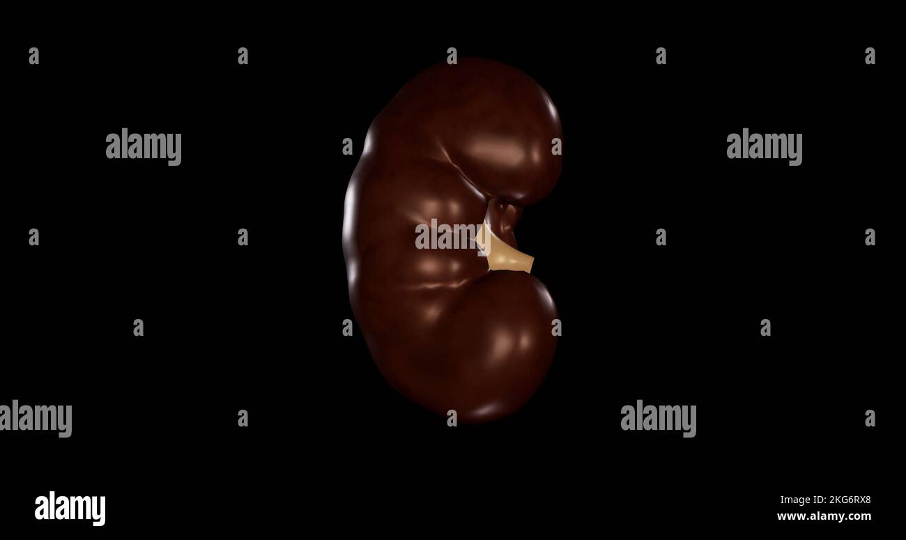 Anterior view of Right Kidney Stock Photo - Alamy