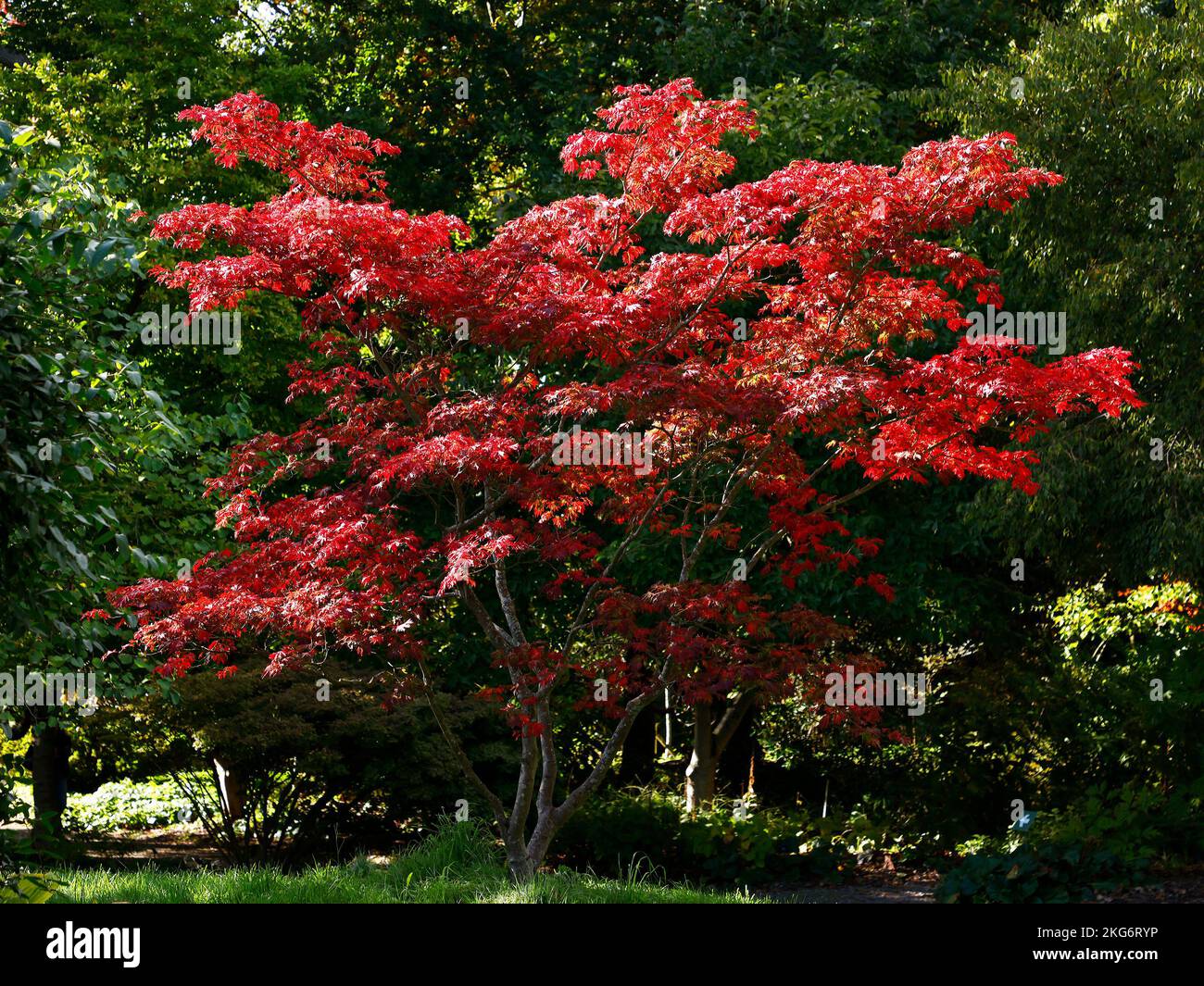 Close up of the red autumn leaves of the large shrub or small garden ...