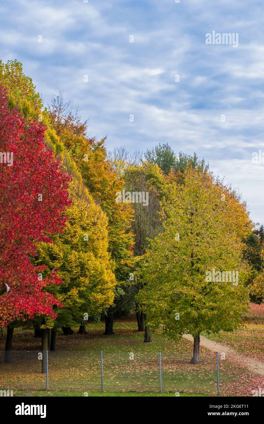 Autumn natural image. Autumn background. the leaves that cover the ...