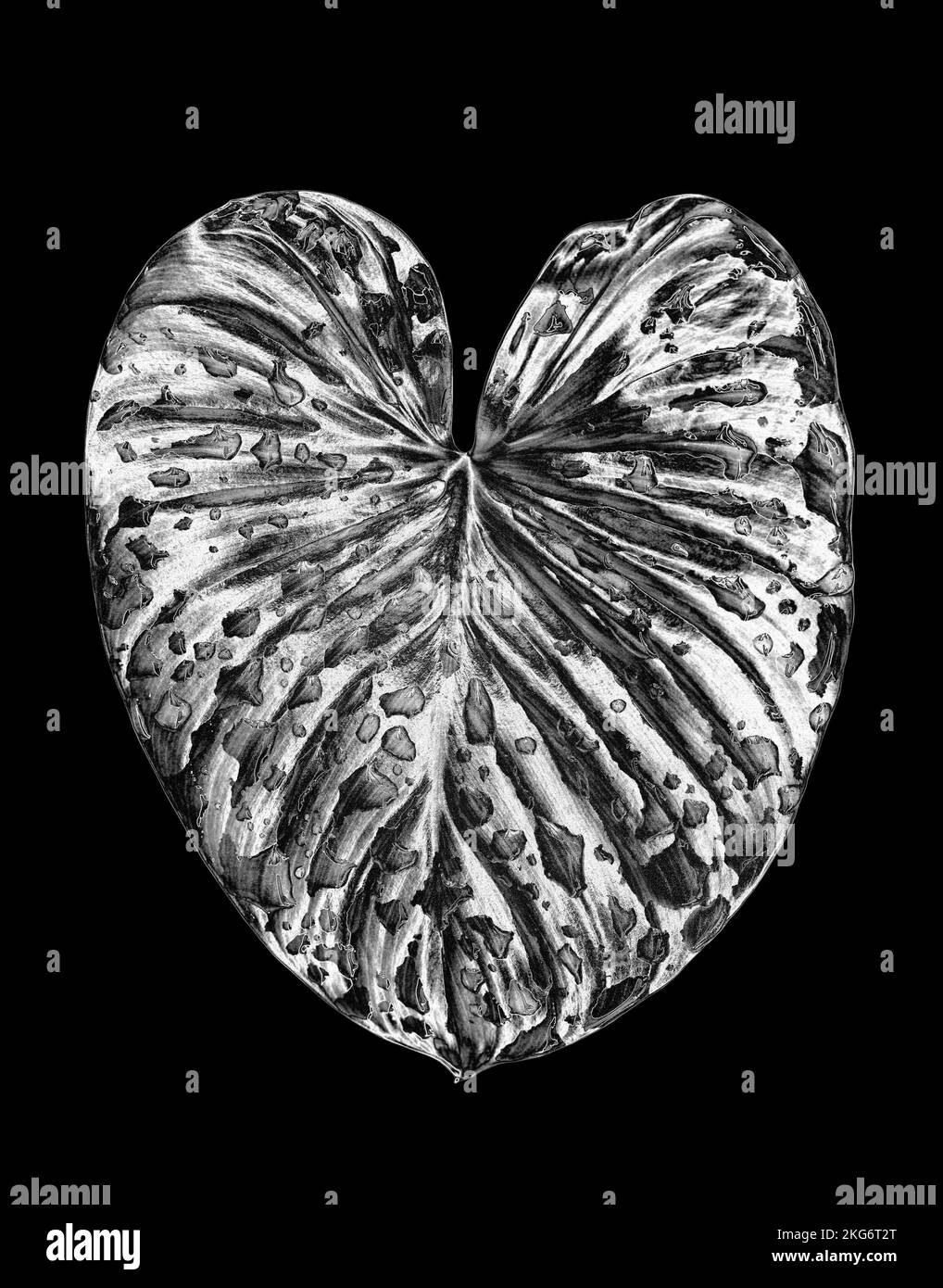 Silver metal leaf water drops black background isolated closeup, silver ...