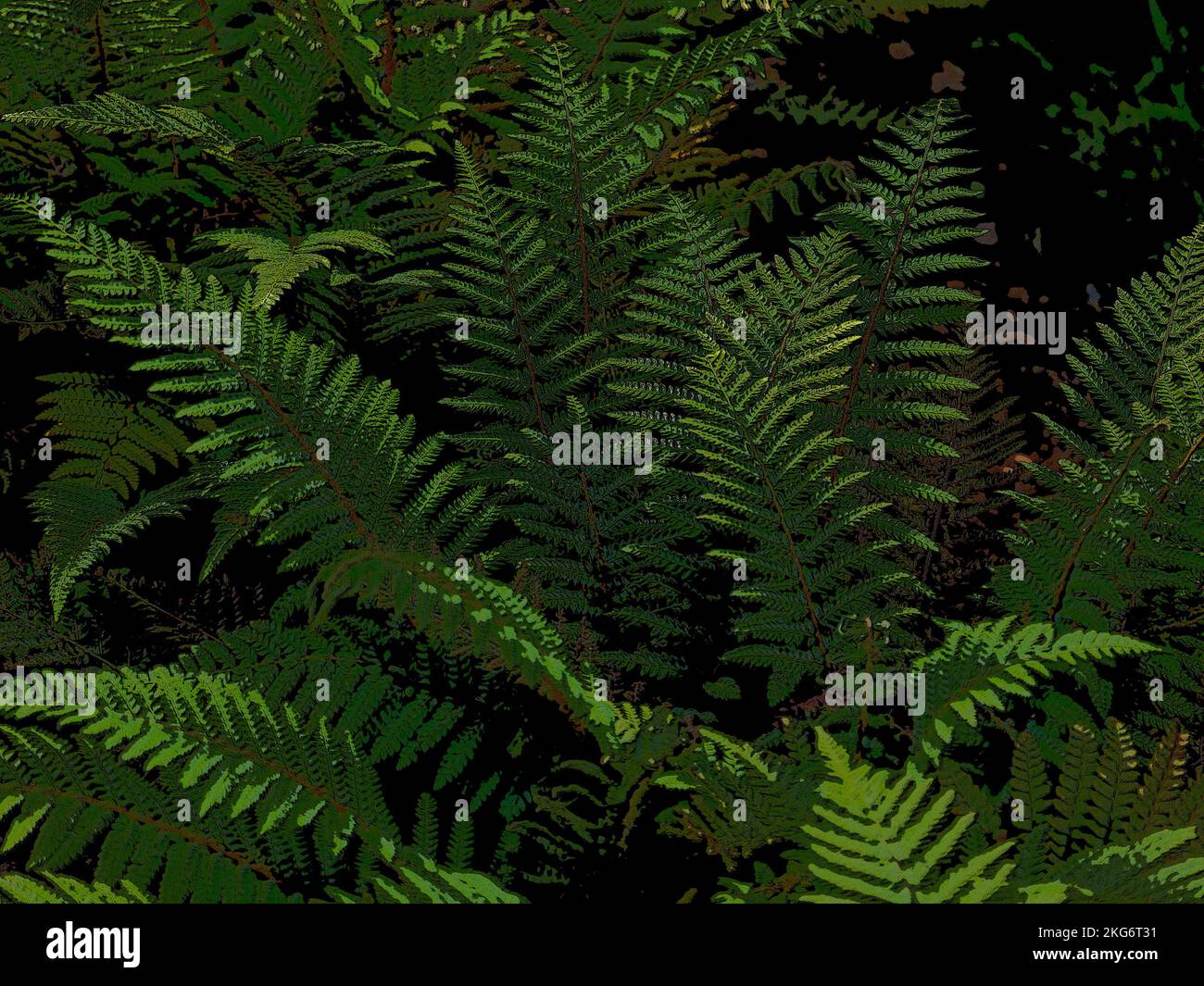 Illustrative closeup of the evergreen garden fern polystichum ...