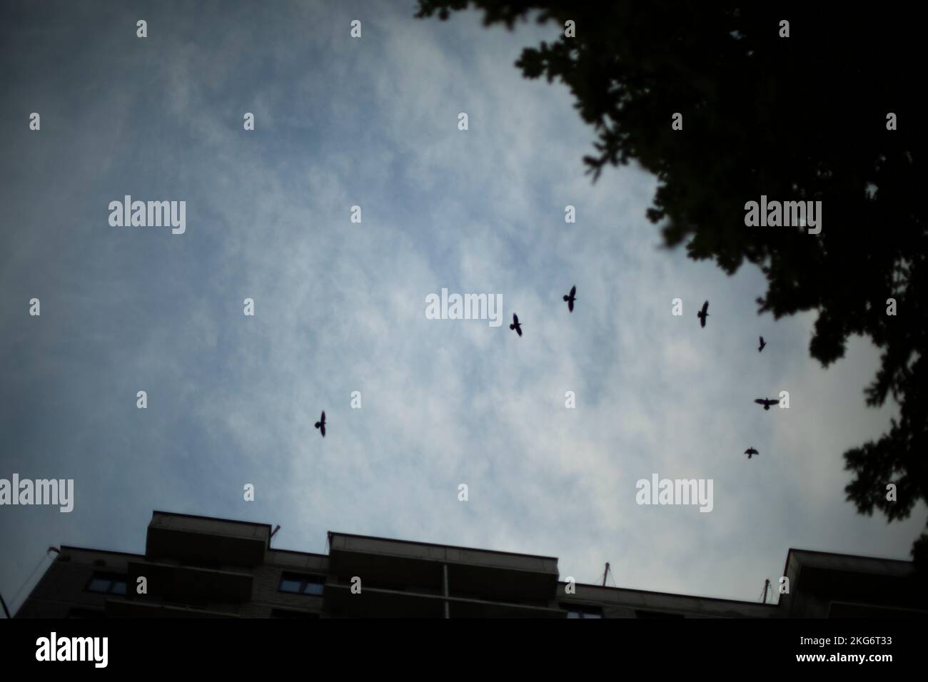 Crows fly in sky. Birds circling over building. Crows in evening ...