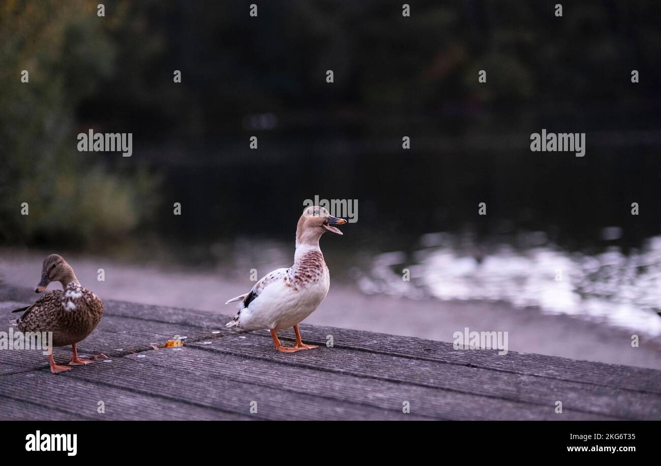 Two ducks walking by the lake. Parks and wild animals in Europe. Wild ...