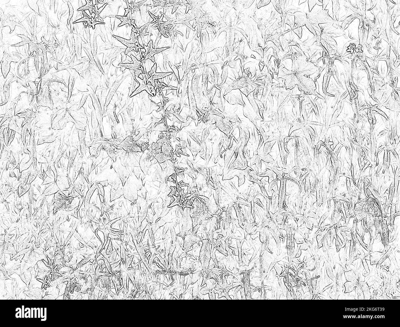 Dark glossy leaves Black and White Stock Photos & Images - Alamy