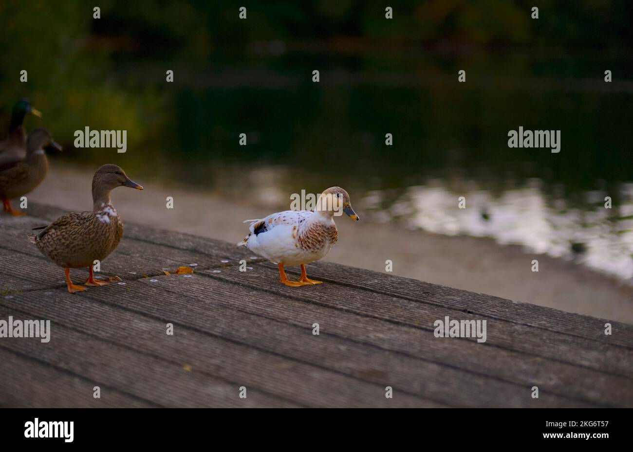 Two ducks walking by the lake. Parks and wild animals in Europe. Wild ...