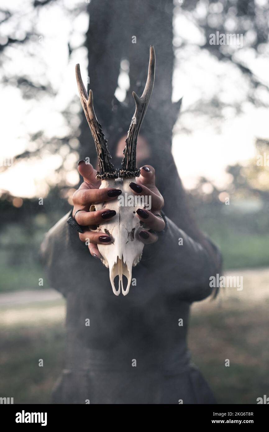 Close up animal skull concept photo Stock Photo - Alamy
