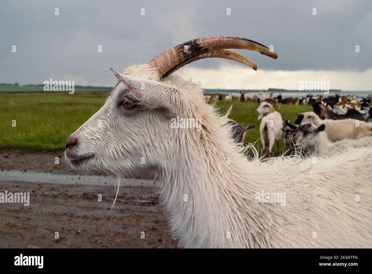 Close up goat muzzle concept photo Stock Photo - Alamy