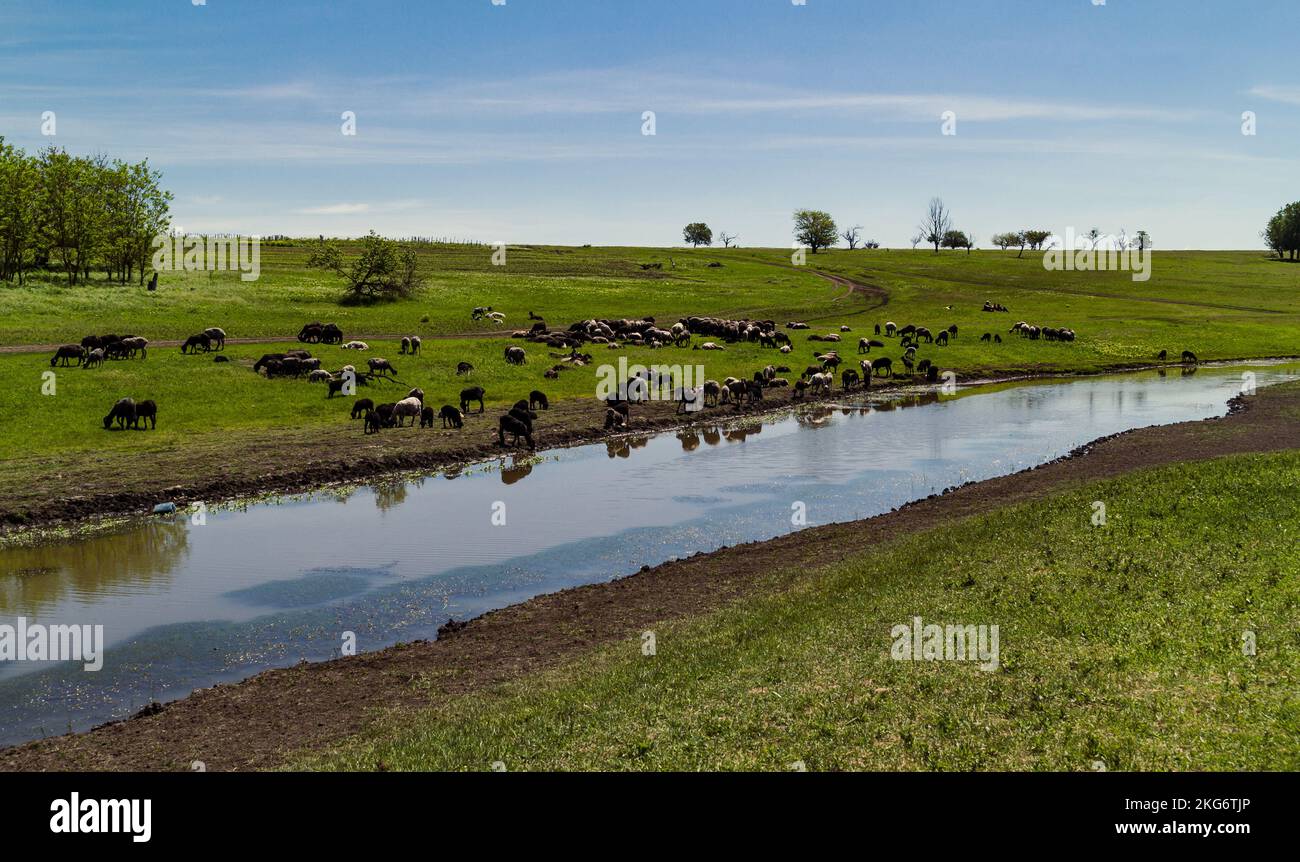 Cattle drinking place in hi-res stock photography and images - Alamy