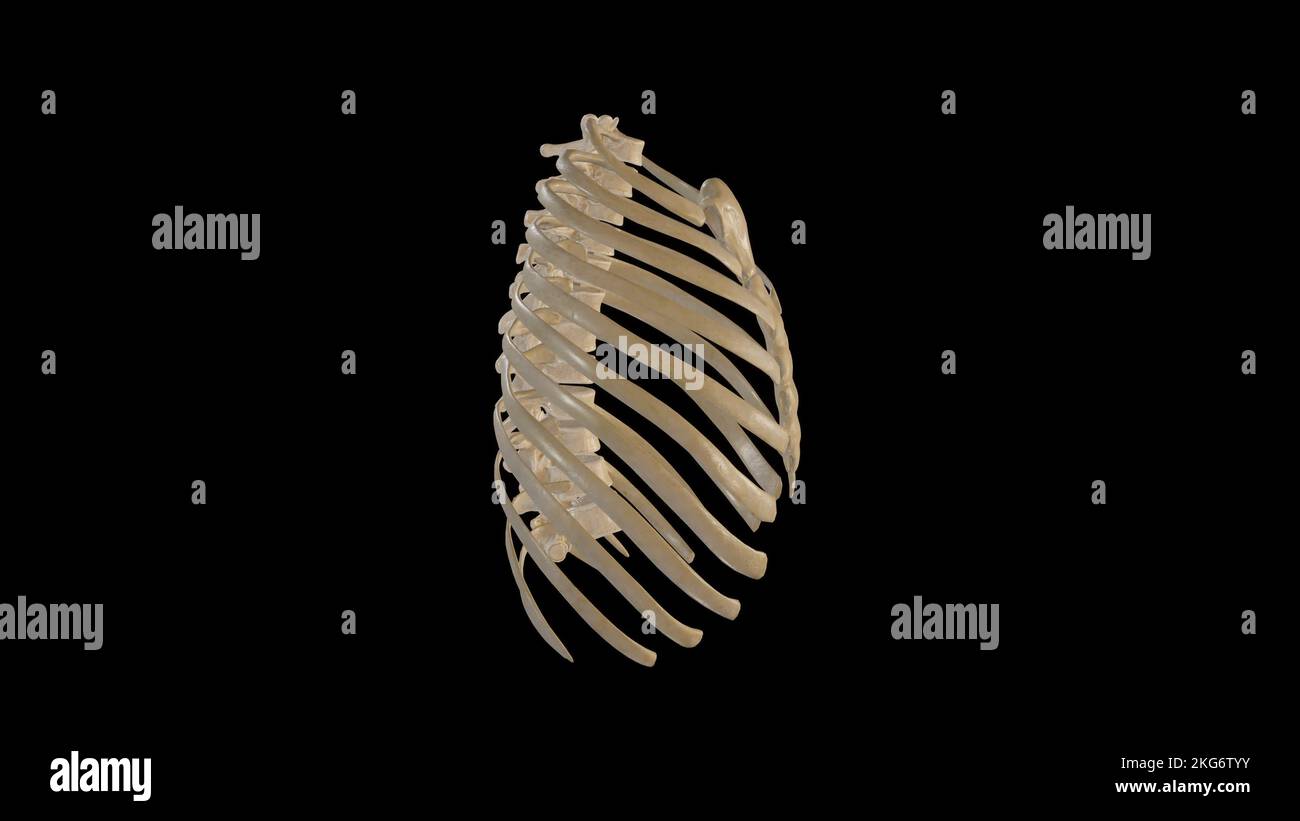 Lateral view of Thoracic Cage Stock Photo - Alamy