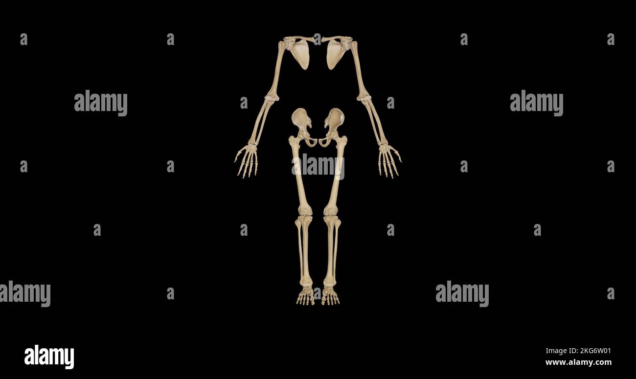 Anterior view of Appendicular Skeleton Stock Photo - Alamy