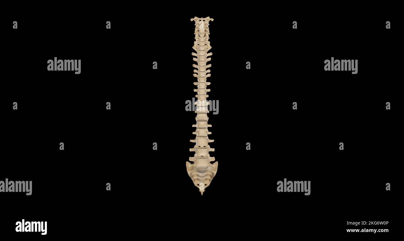 Vertebral column hi-res stock photography and images - Alamy