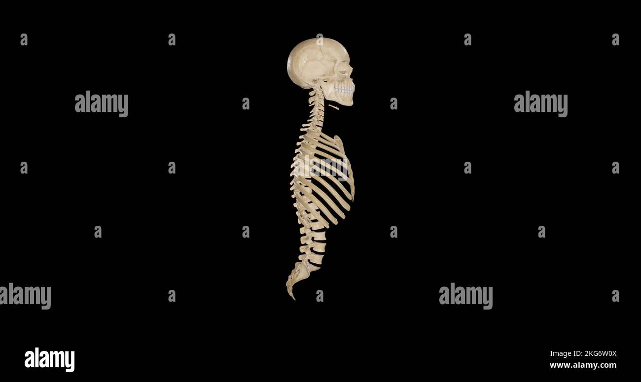 Axial Skeleton Anatomy - Lateral View Stock Photo - Alamy