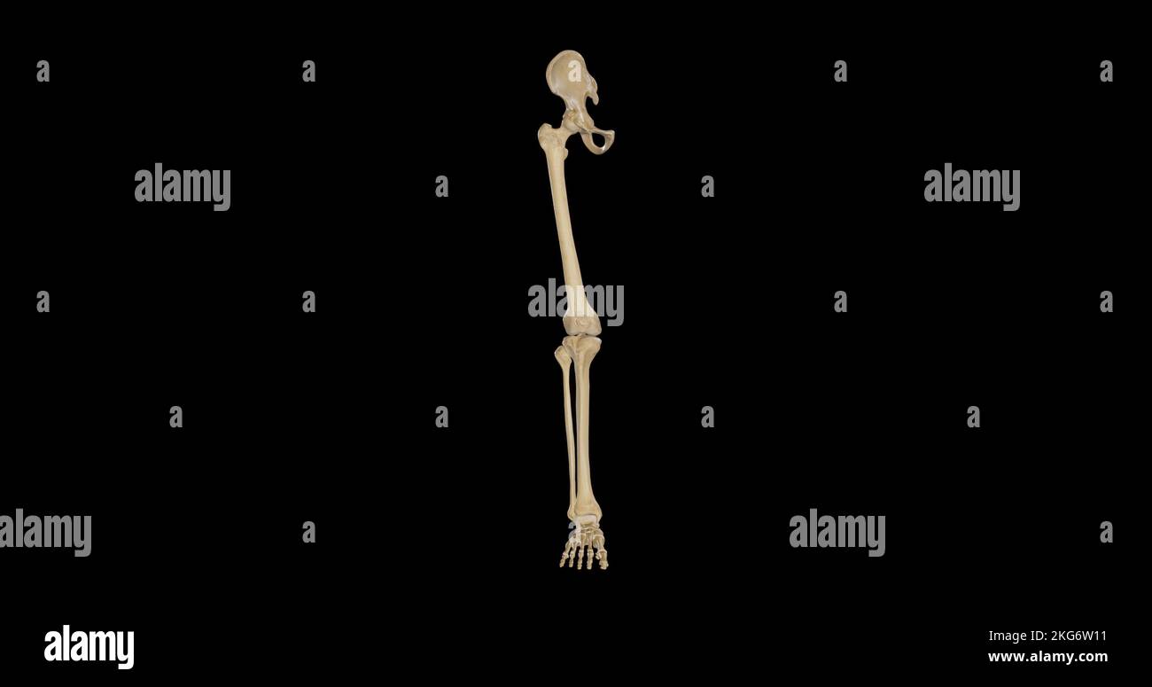 Bones of Right Lower Limb - Anterior View Stock Photo - Alamy