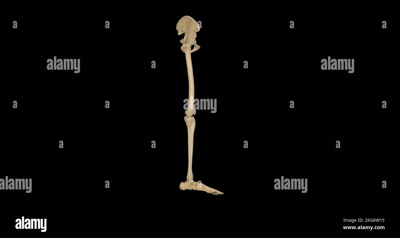 Bones of Right Lower Limb - Lateral View Stock Photo - Alamy