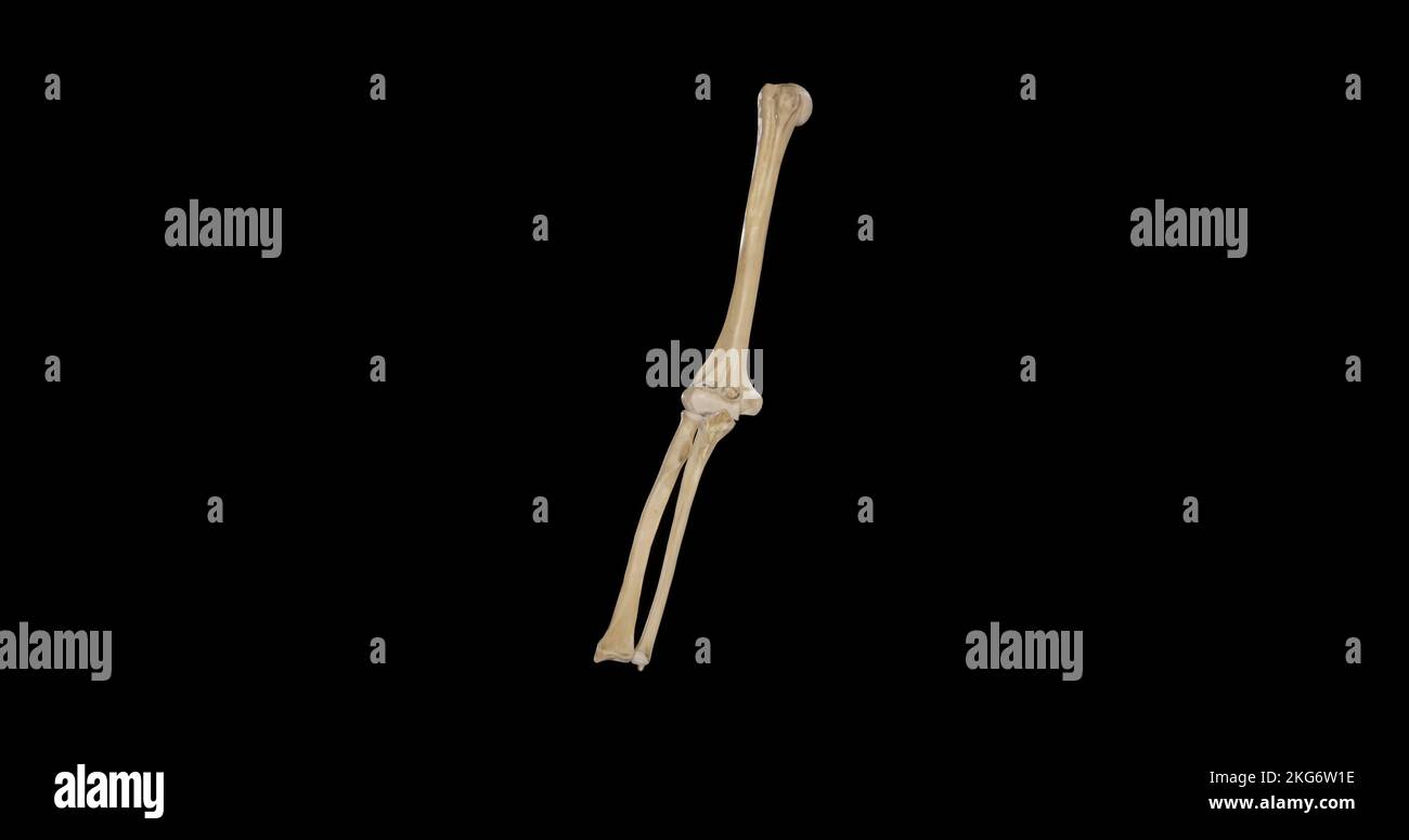 Bones of the Right arm and Forearm - Anterior View Stock Photo - Alamy