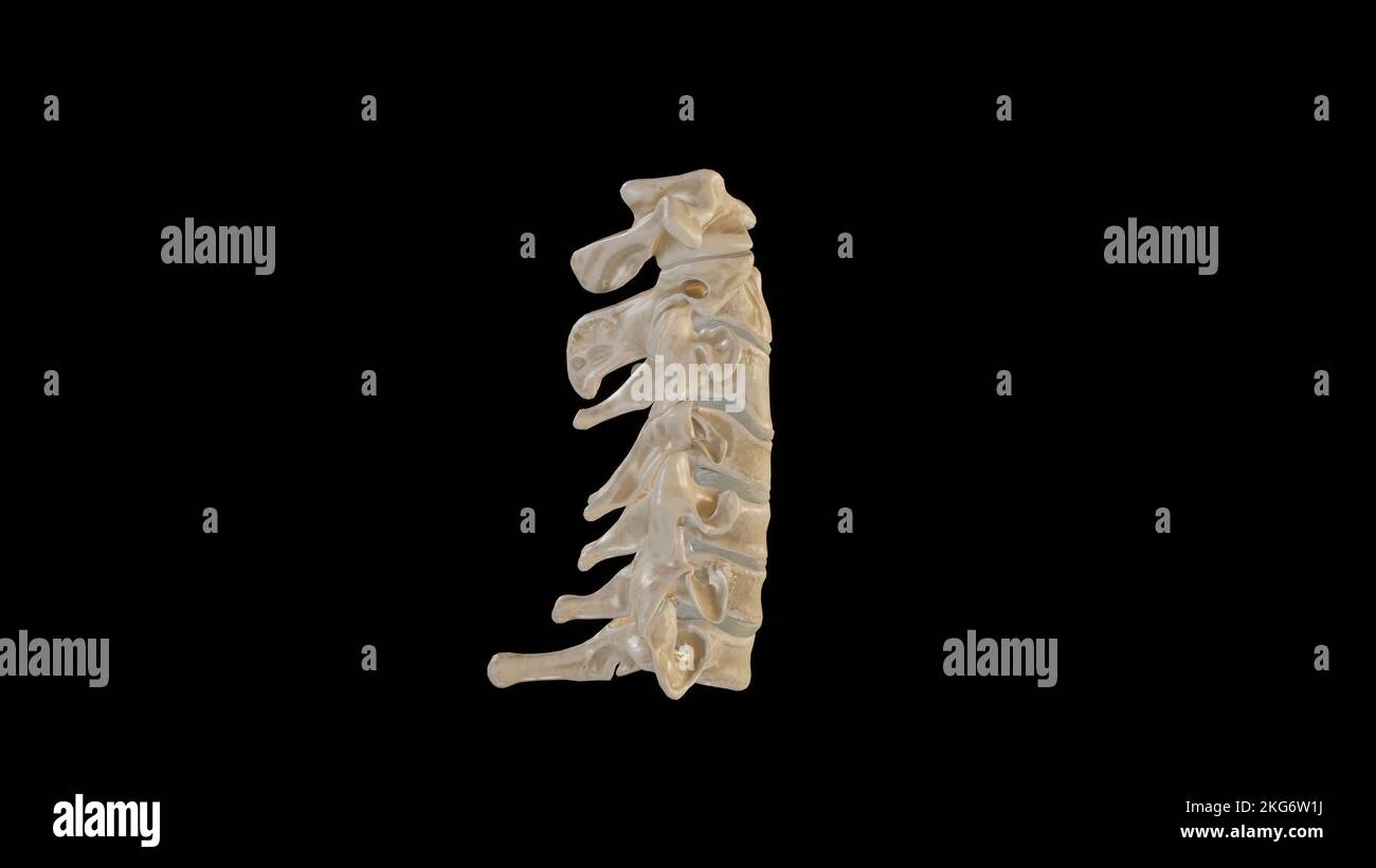Cervical Spine - Lateral View Stock Photo - Alamy