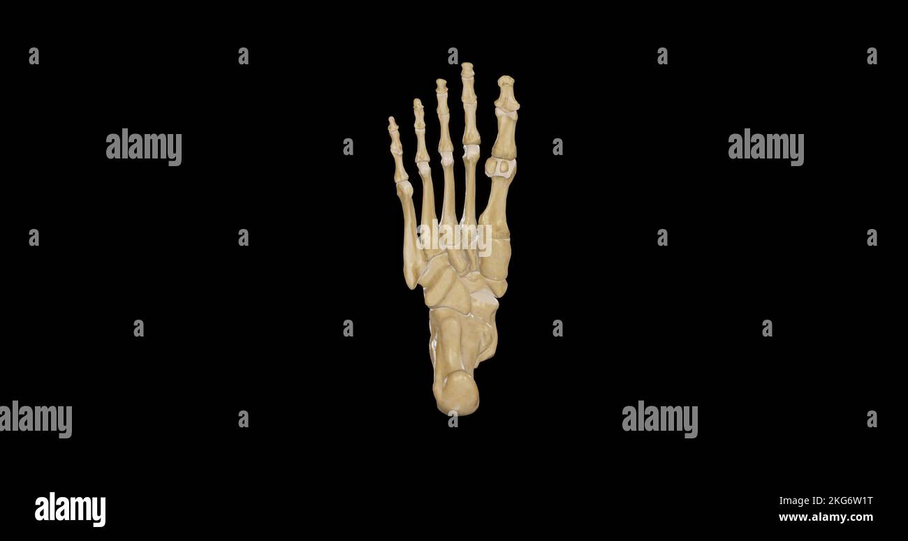 Inferior view of Right Foot Stock Photo - Alamy