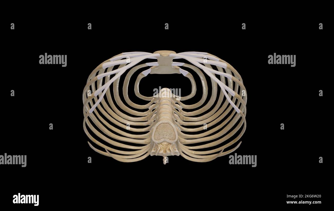 Thoracic spine chest ribs hi-res stock photography and images - Alamy