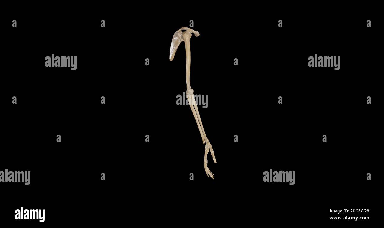 Lateral View of Bones of Upper Limb Stock Photo - Alamy
