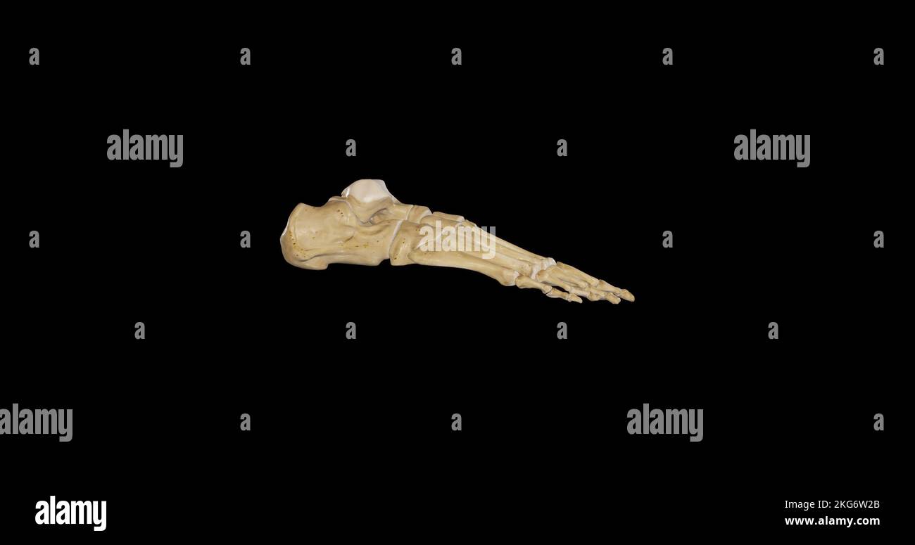 Sulcus tali hi-res stock photography and images - Alamy