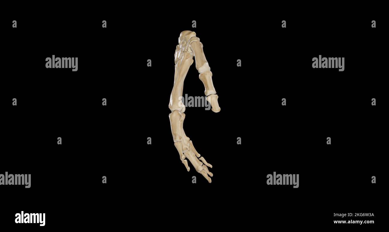 Lateral view of Right Hand Bones Stock Photo - Alamy
